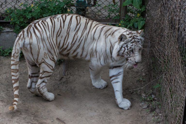 The Gruesome World of Harbin's Siberian Tiger Park | NOMADasaurus