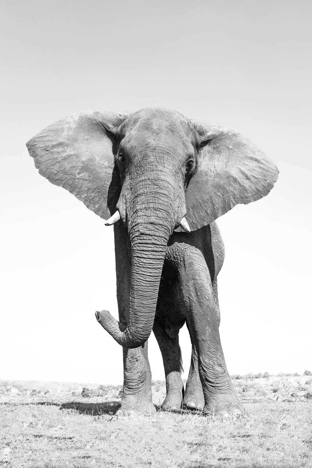 Pangolin Photo Safaris Review - What You Need to Know [2024]