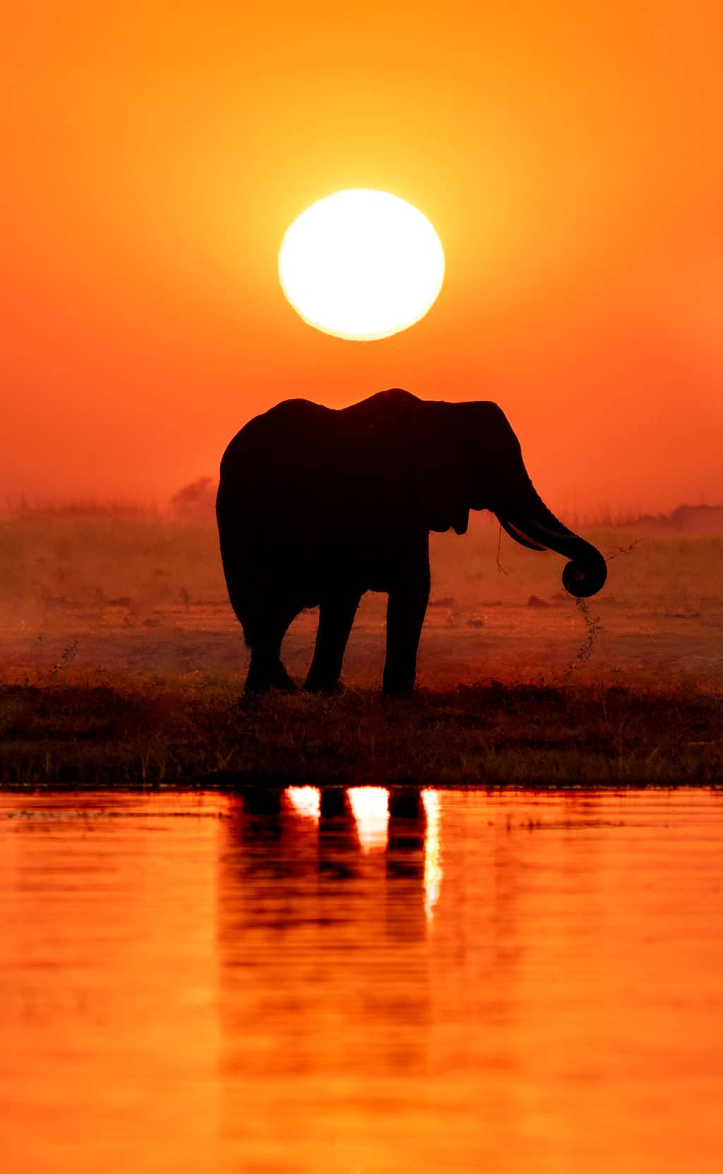 Pangolin Photo Safaris Review - What You Need to Know [2024]