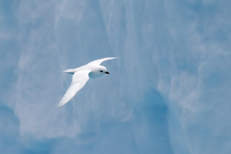 Deception Island: Antarctica's Land of Ice and Fire